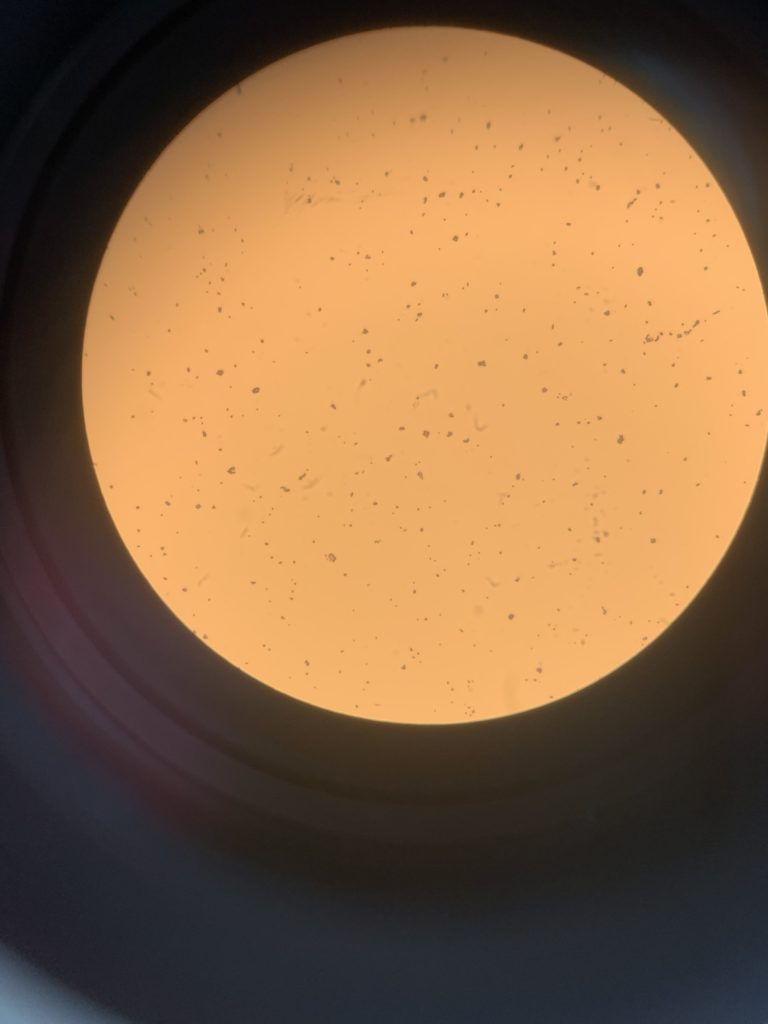 Identification d'une souche bactérienne - Kerustum