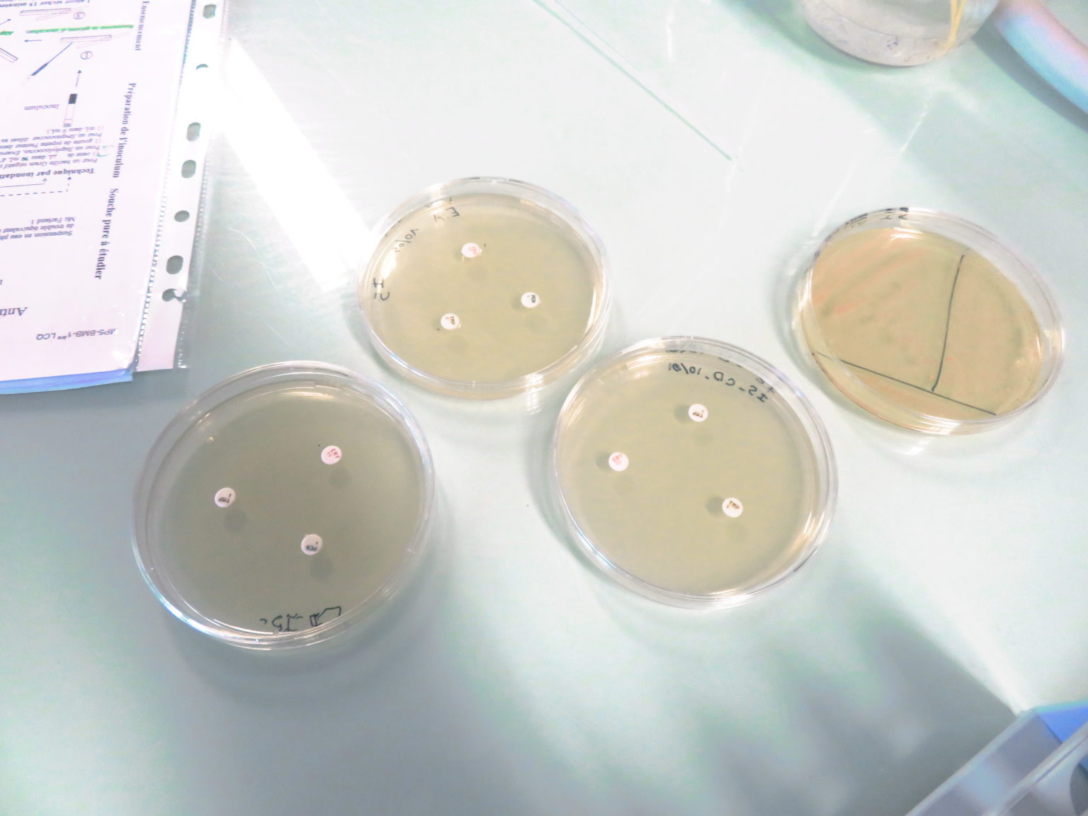 Réalisation d'un antibiogramme par les 1ères Bac Pro Laboratoire - Kerustum