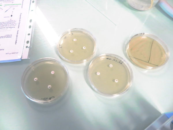 Réalisation d'un antibiogramme par les 1ères Bac Pro Laboratoire - Kerustum