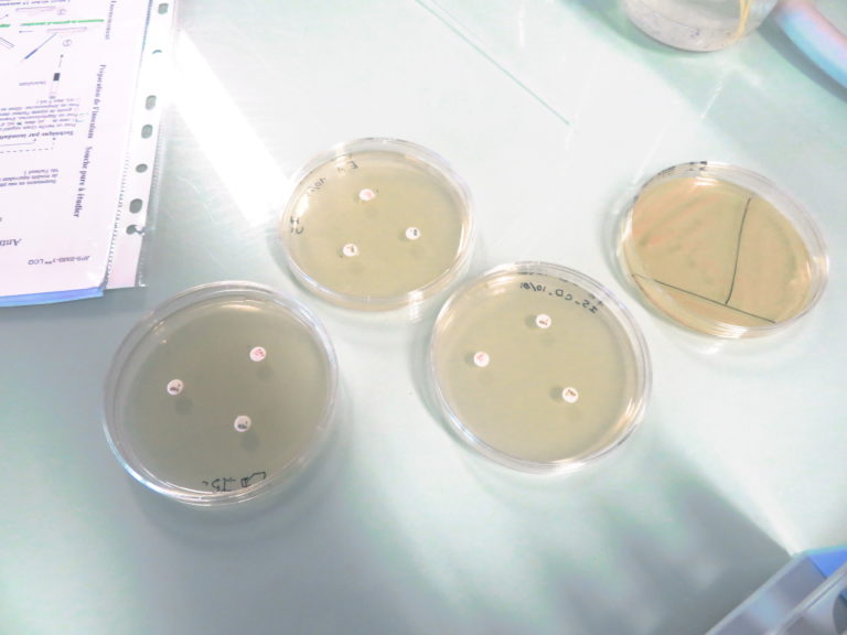 Réalisation d'un antibiogramme par les 1ères Bac Pro Laboratoire - Kerustum
